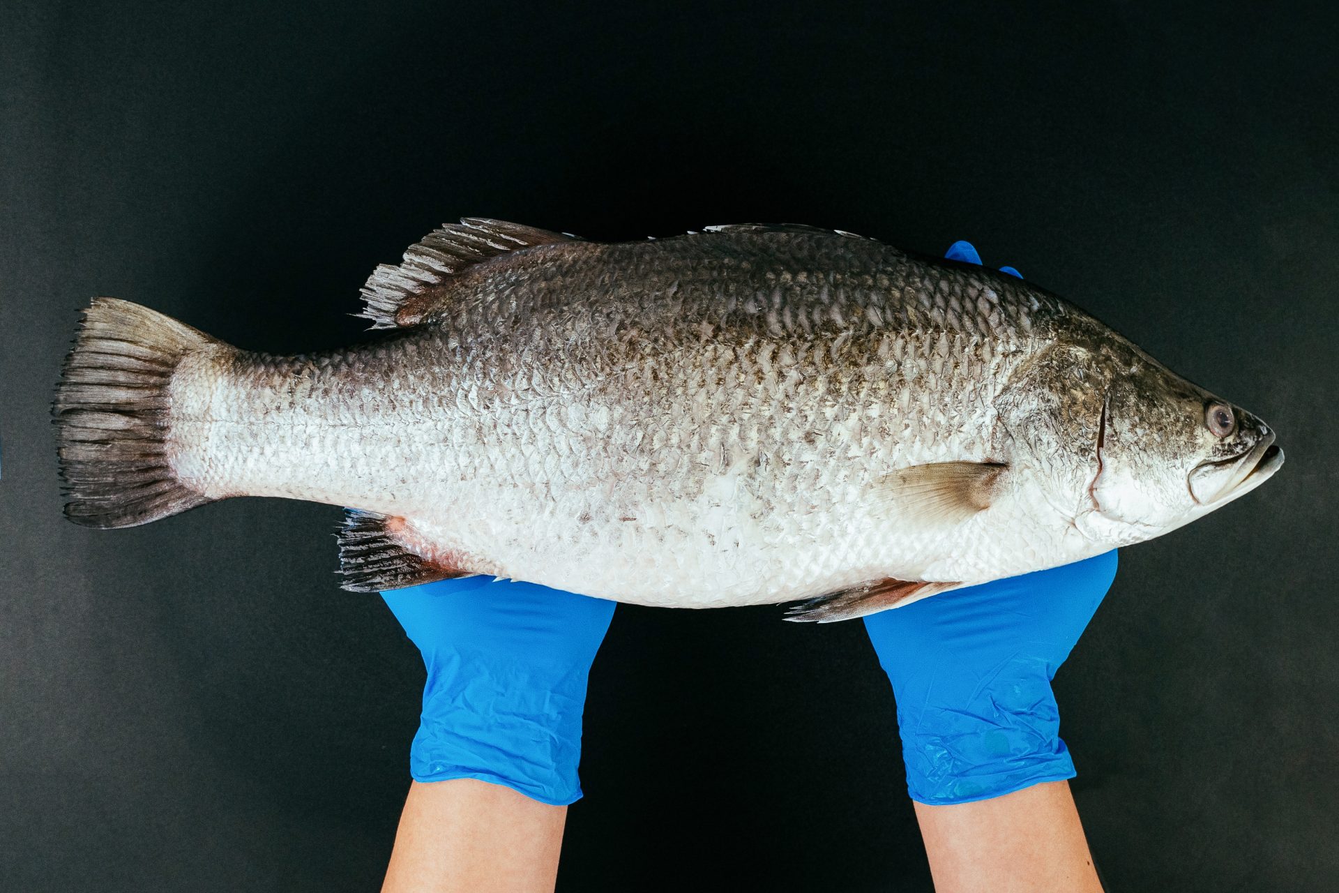 PL Victory-274 - PL Marine Products Sdn. Bhd. | PL Victory Sdn. Bhd.