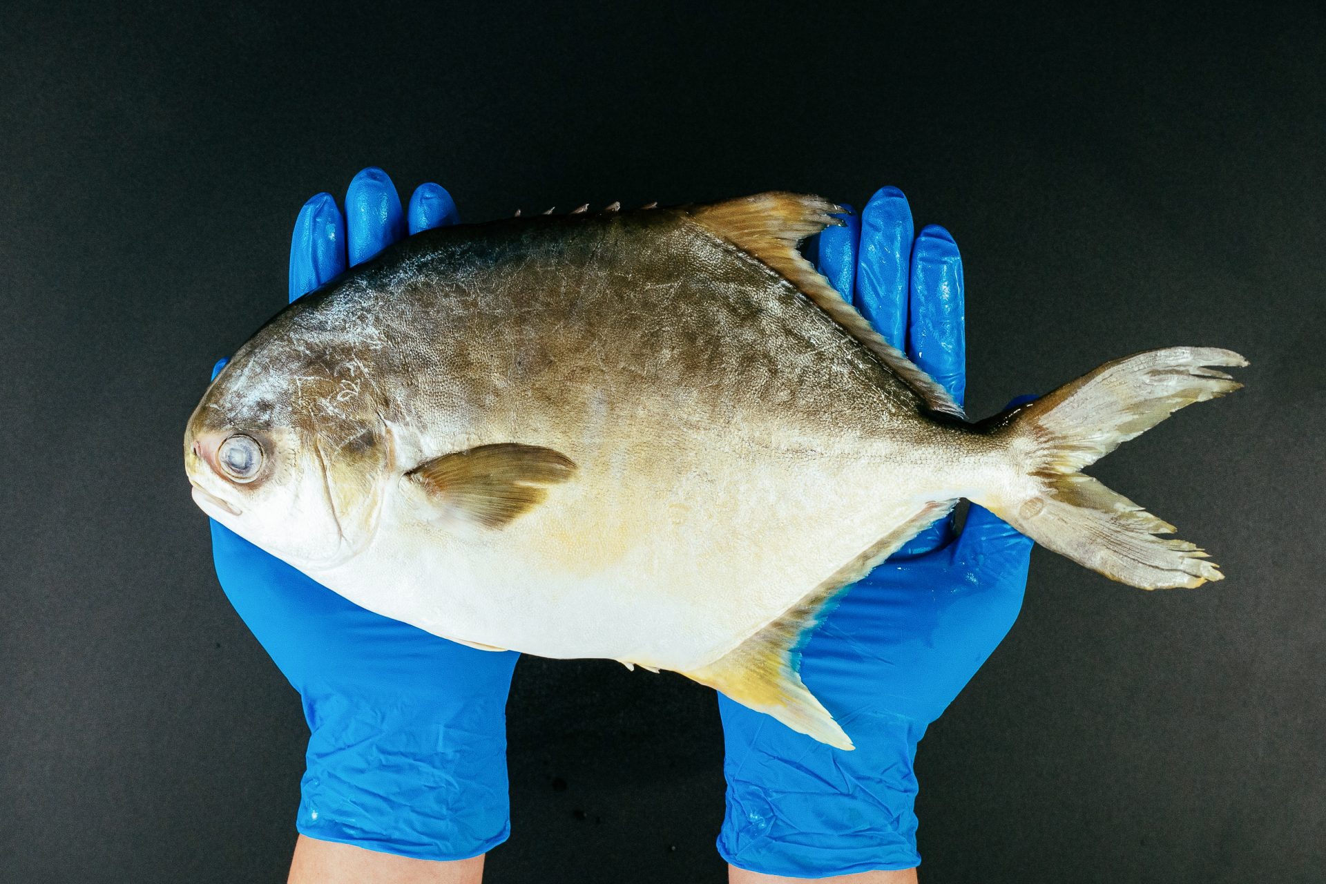 PL Victory-277 - PL Marine Products Sdn. Bhd. | PL Victory Sdn. Bhd.